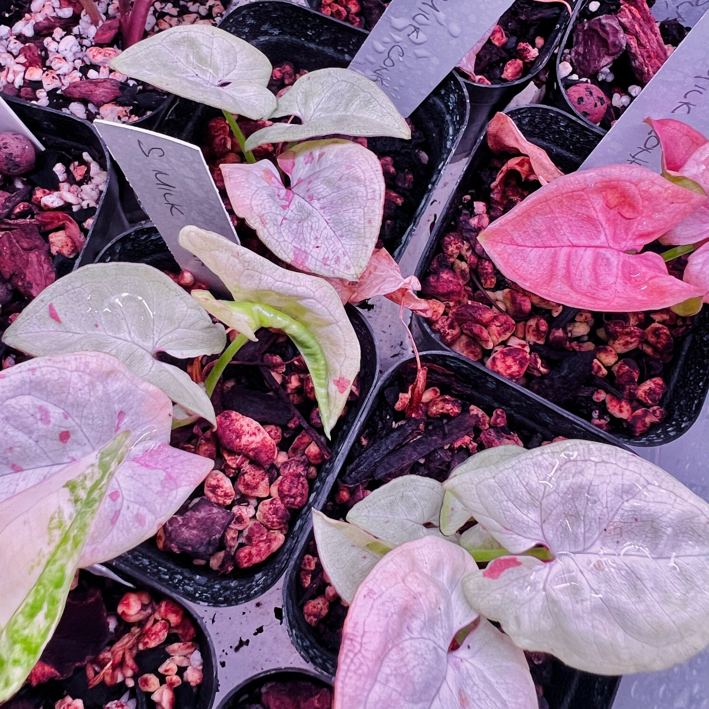 A Pirates Guide to the Syngonium Milk Confetti – PlantyTown