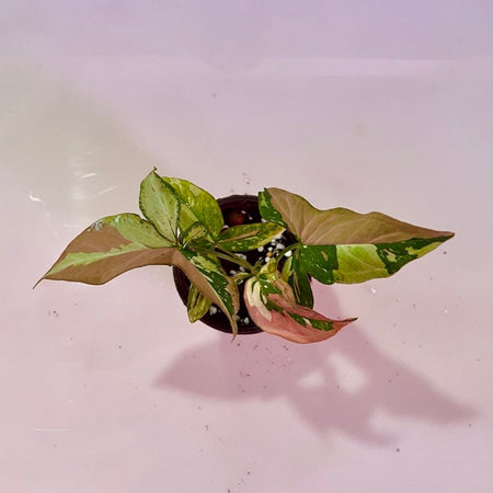Caring for your Syngonium Red Spot Tricolor – PlantyTown