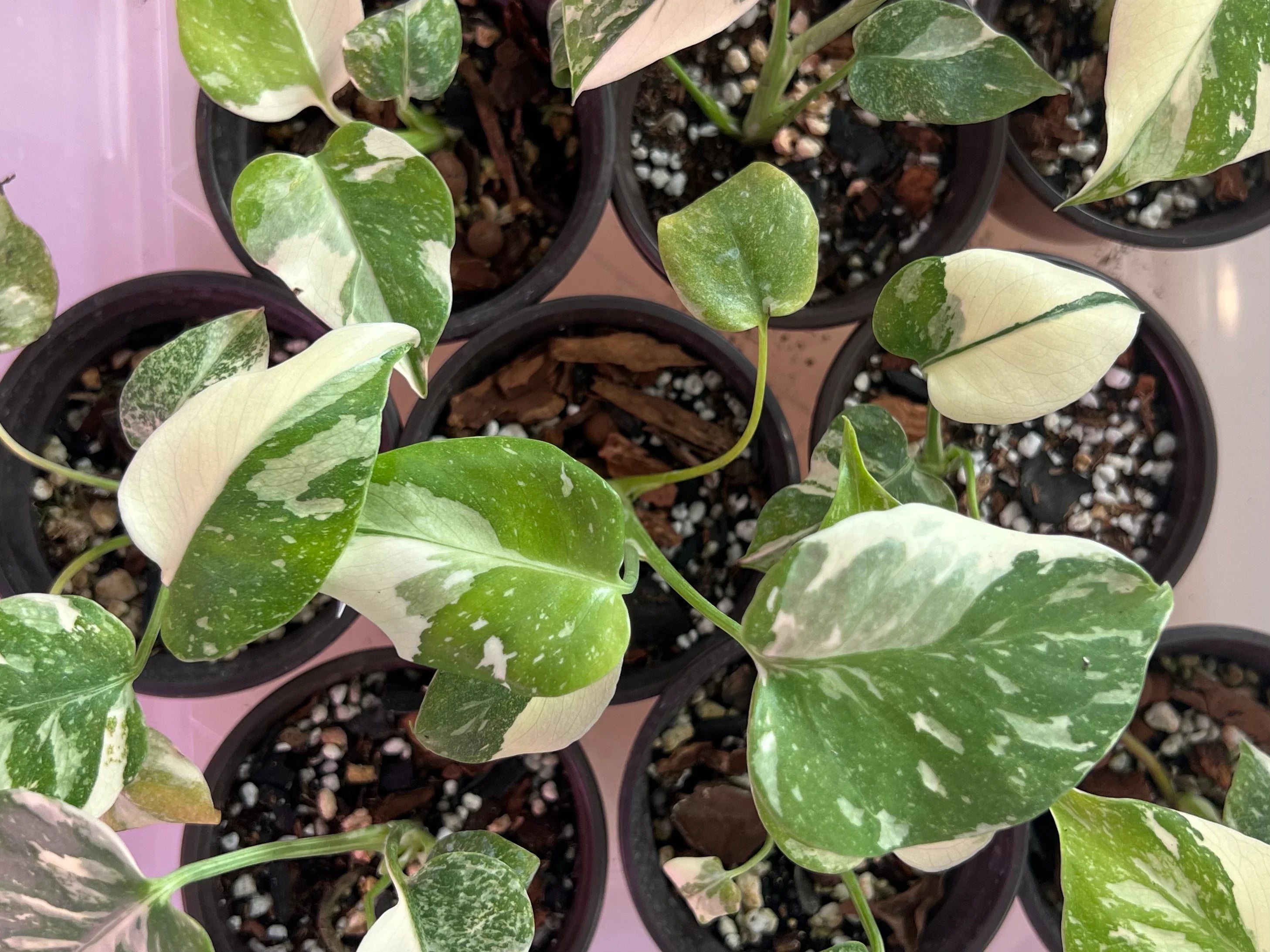 Grow a Thriving Thai Constellation – PlantyTown