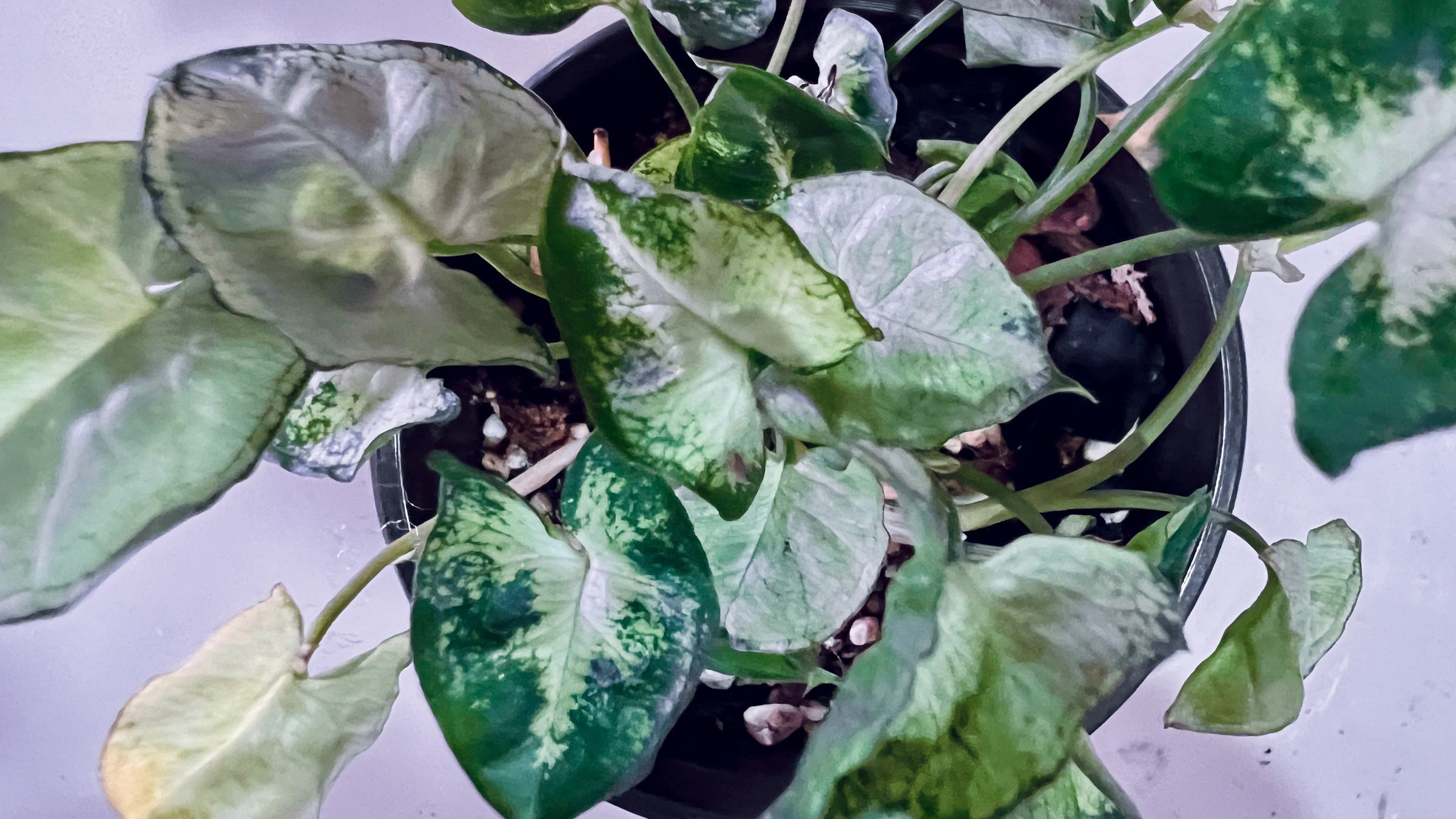 Growers Guide for a Syngonium Pixie Mini – PlantyTown