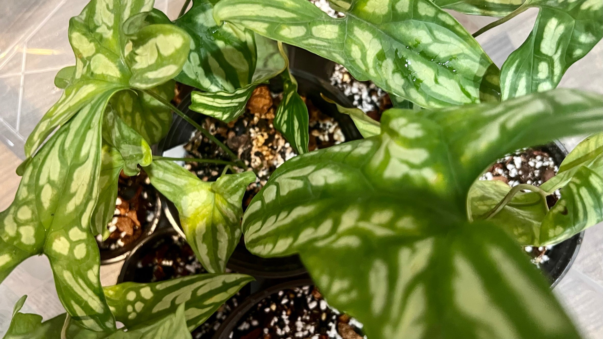 Growing a Showstopper, Cercestis Mirabilis – PlantyTown