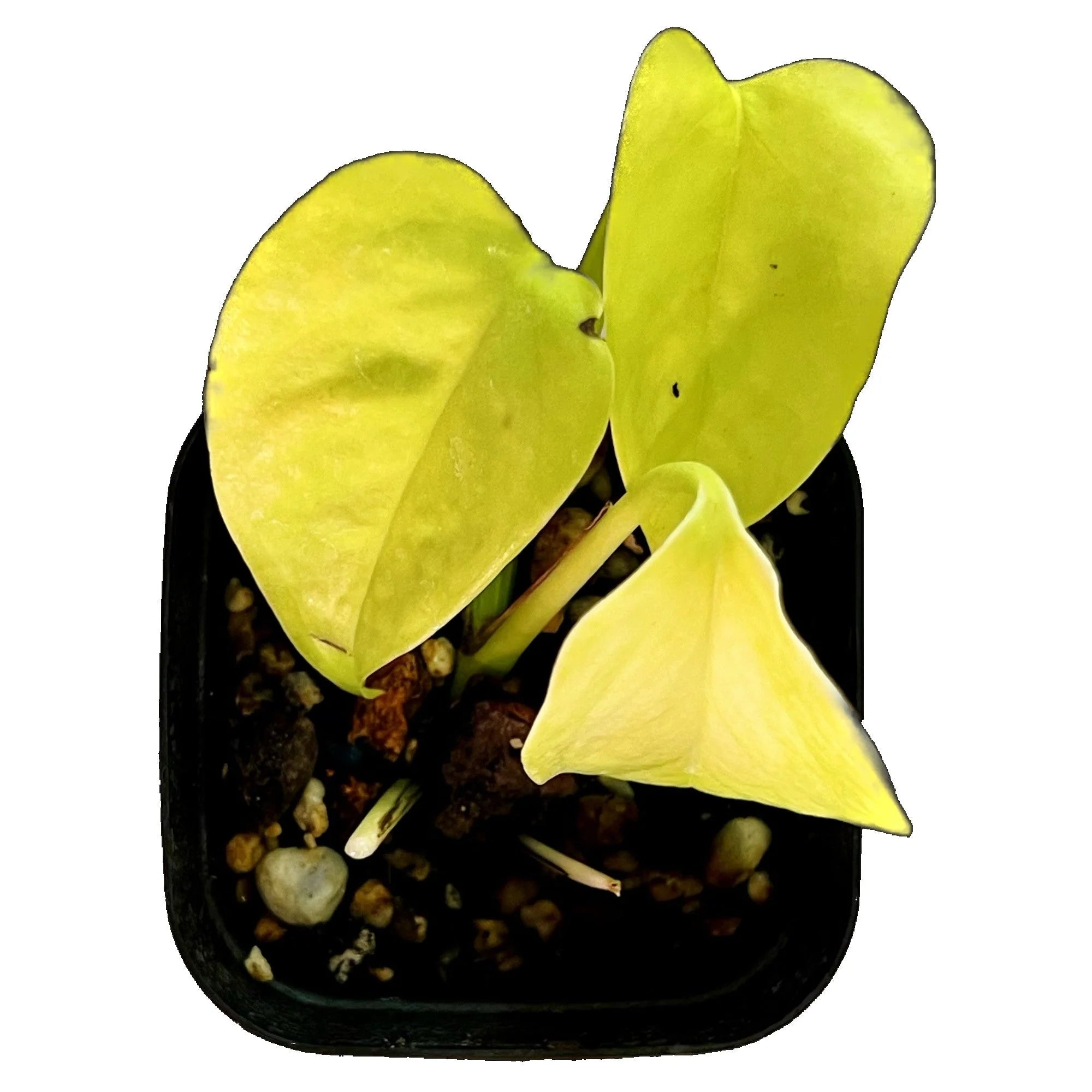 Neon Pothos Growers Guide – PlantyTown