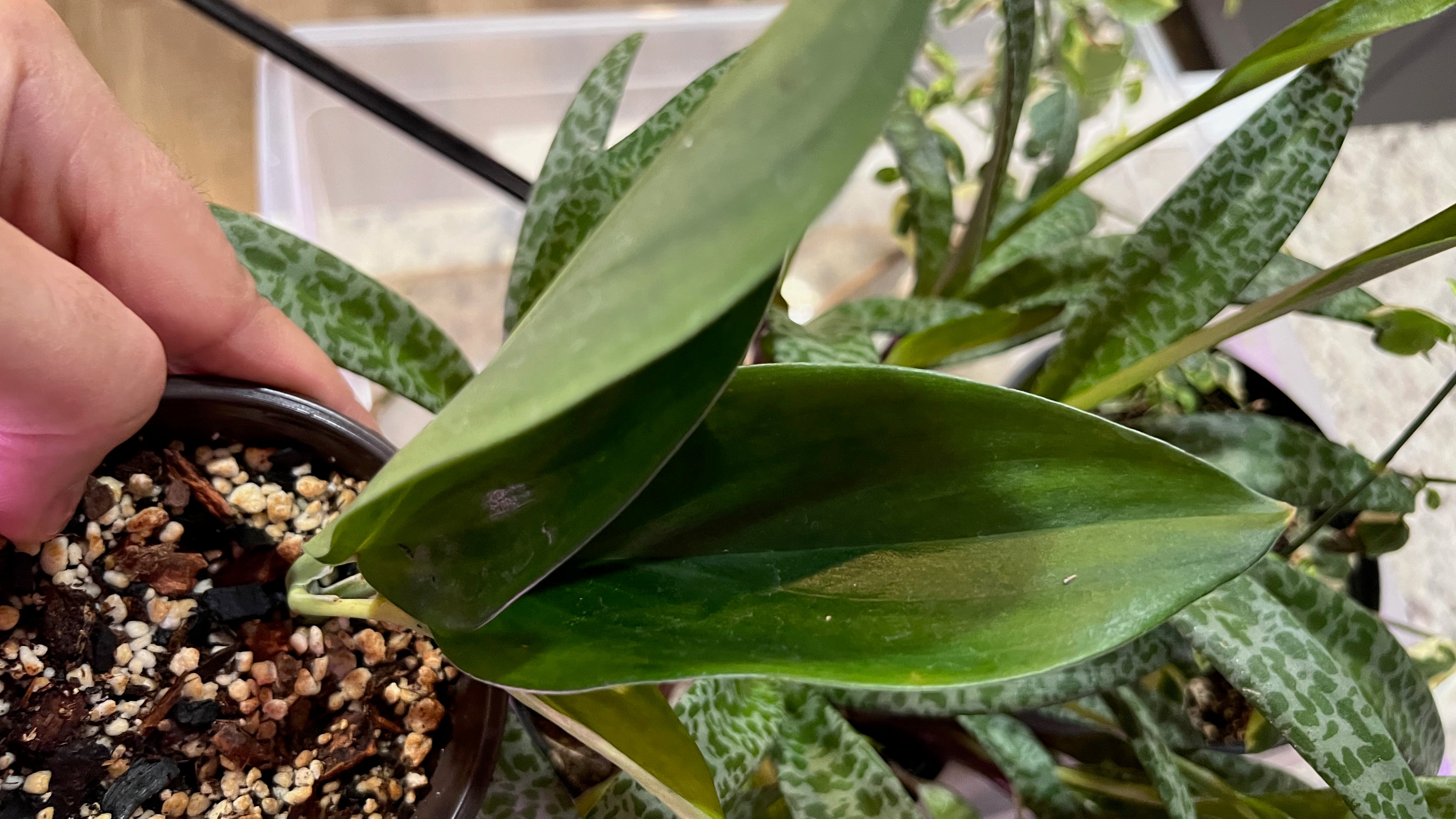 Six Easy Care tips for a Scindapsus Treubii Dark – PlantyTown