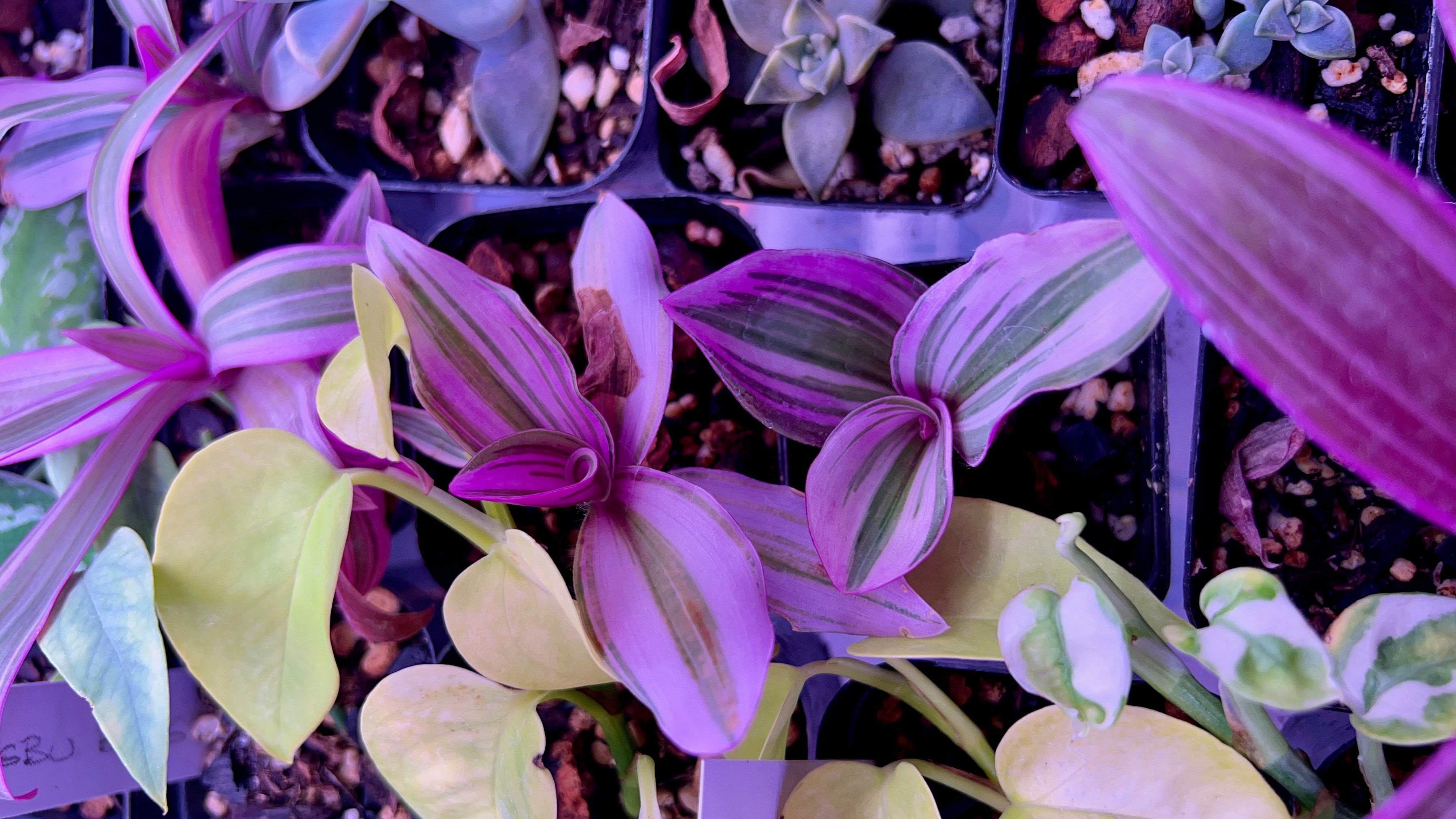 Tips for Growing a Tradescantia Nanouk – PlantyTown