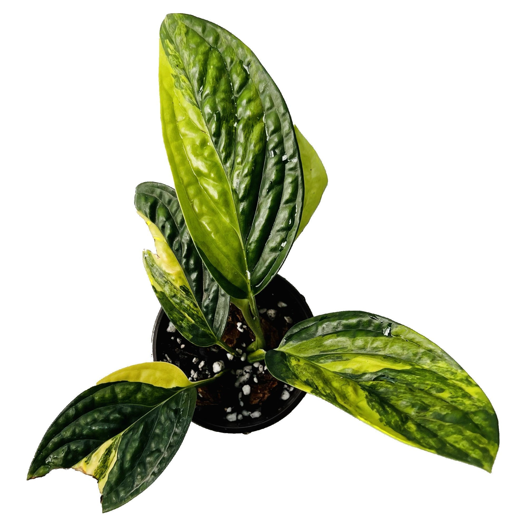 Houseplants and Garden Essentials – PlantyTown