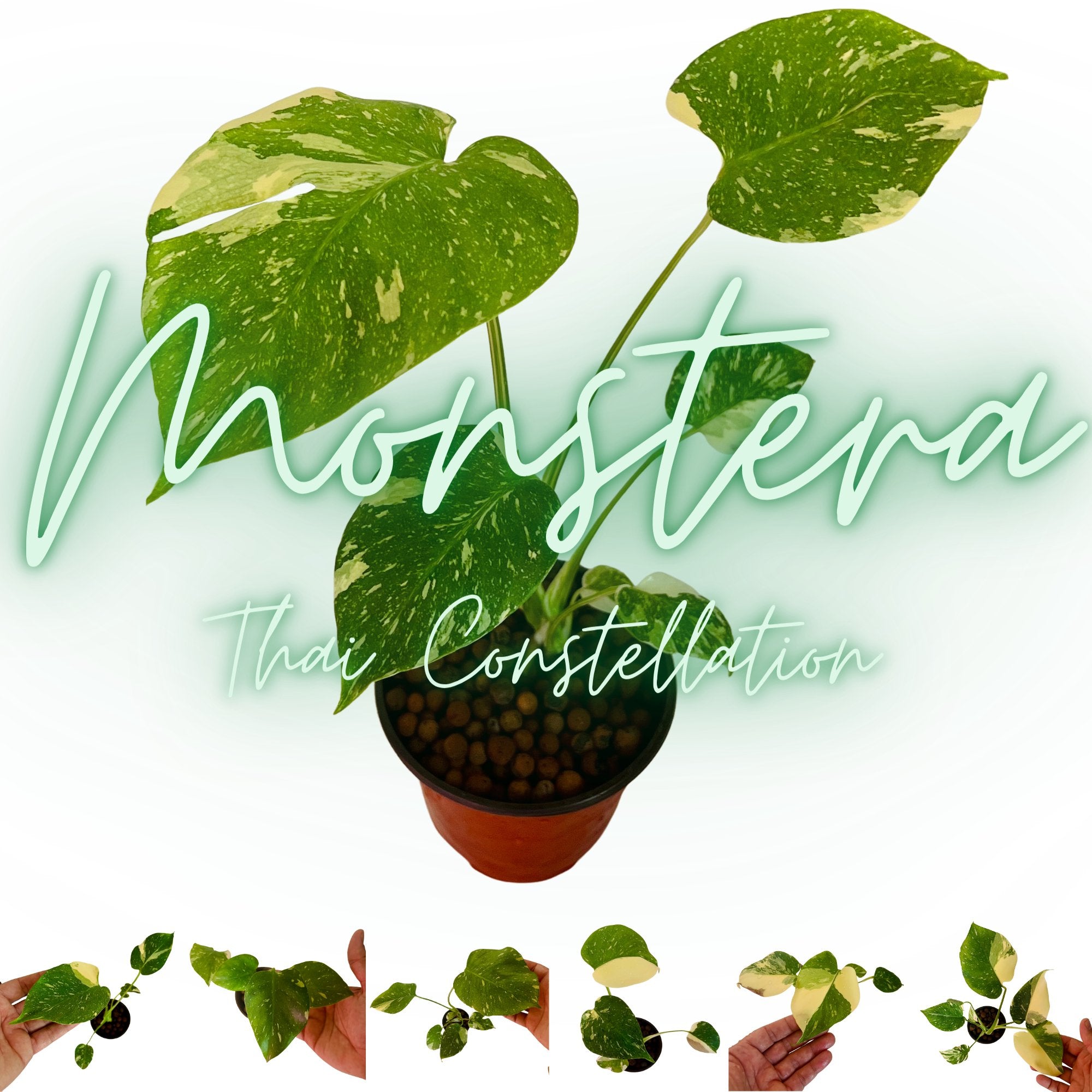 Constelación tailandesa Monstera - Pequeña – PlantyTown