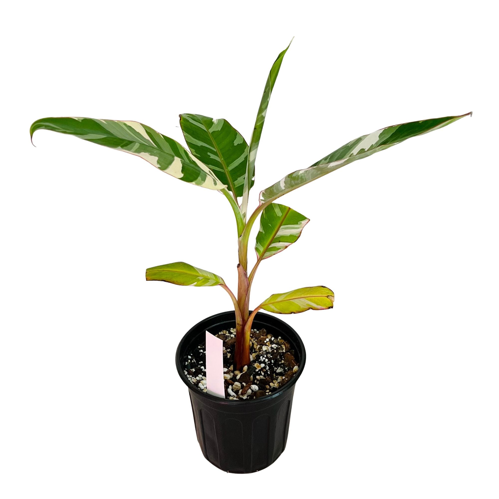 Musa Florida Variegated - Large – PlantyTown