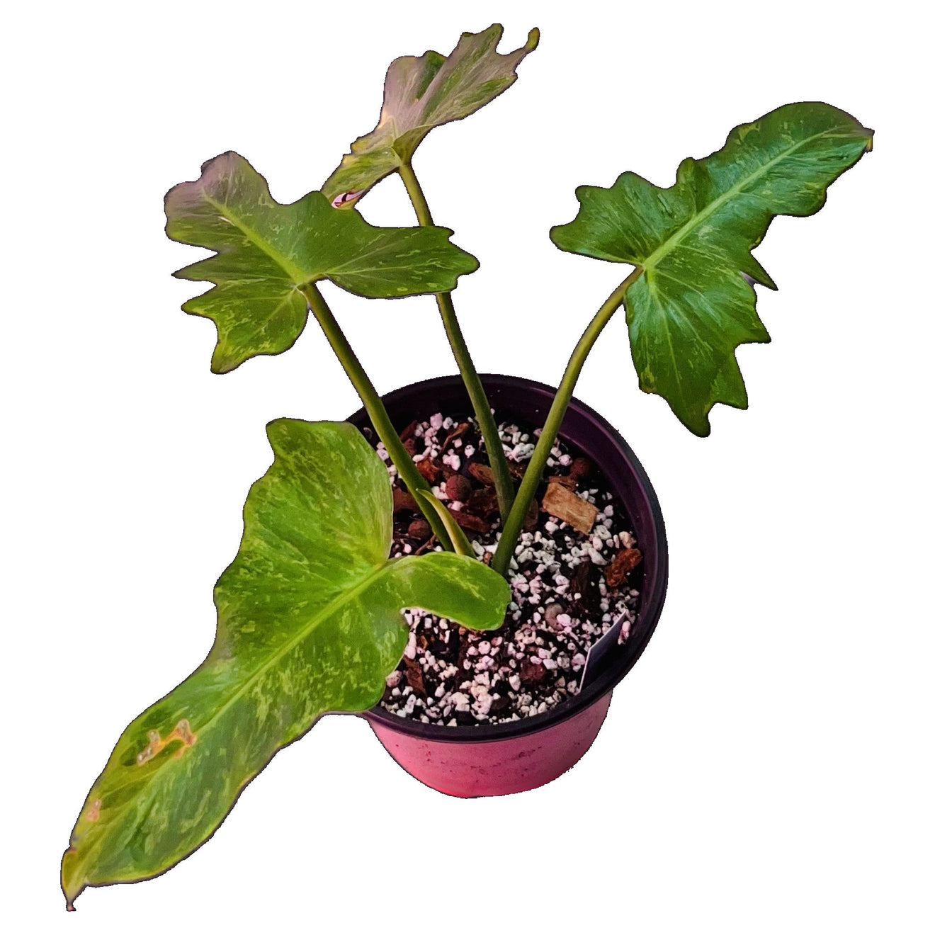 Ultimate Care Guide: Variegated Philodendron Golden Dragon – PlantyTown